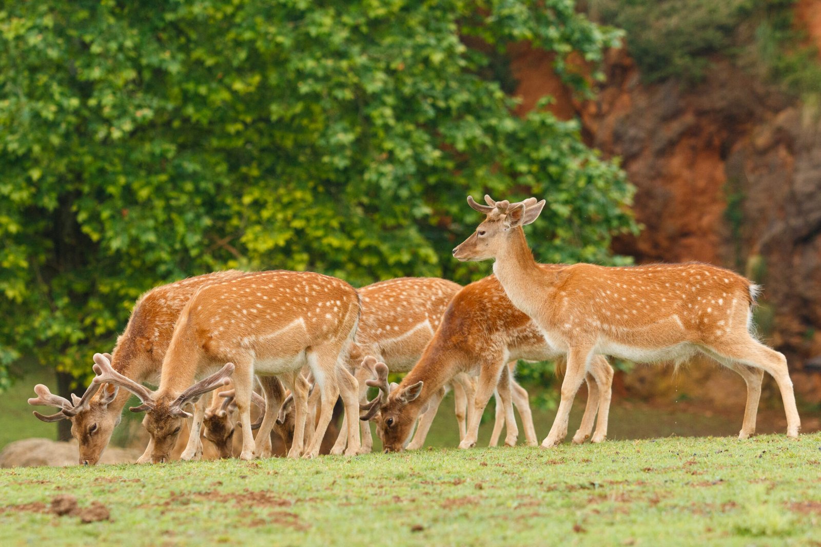 Best Resorts near Bhadra Wildlife Sanctuary - Chikmagalur